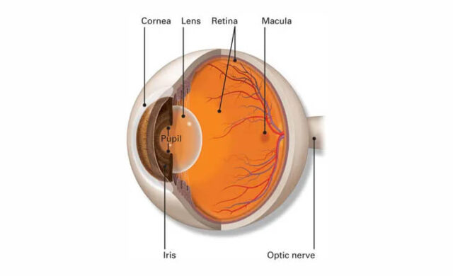 Everything You Need to Know About Retinal Detachment